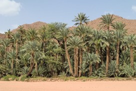 Ténéré | | Alluring World