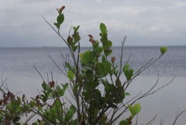 Lake Piso | | Alluring World