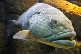 Funafuti Conservation Area | | Alluring World