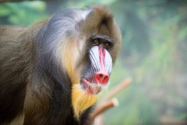 Lopé-Okanda Ecosystem | | Alluring World